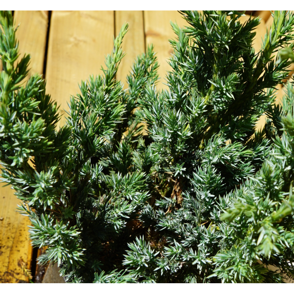 Genévrier écailleux 'Blue Compact' - cont. 3l (Juniperus squamata)