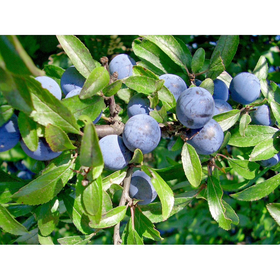 Prunellier - cont. 9.5l - 100/125cm (Prunus spinosa)