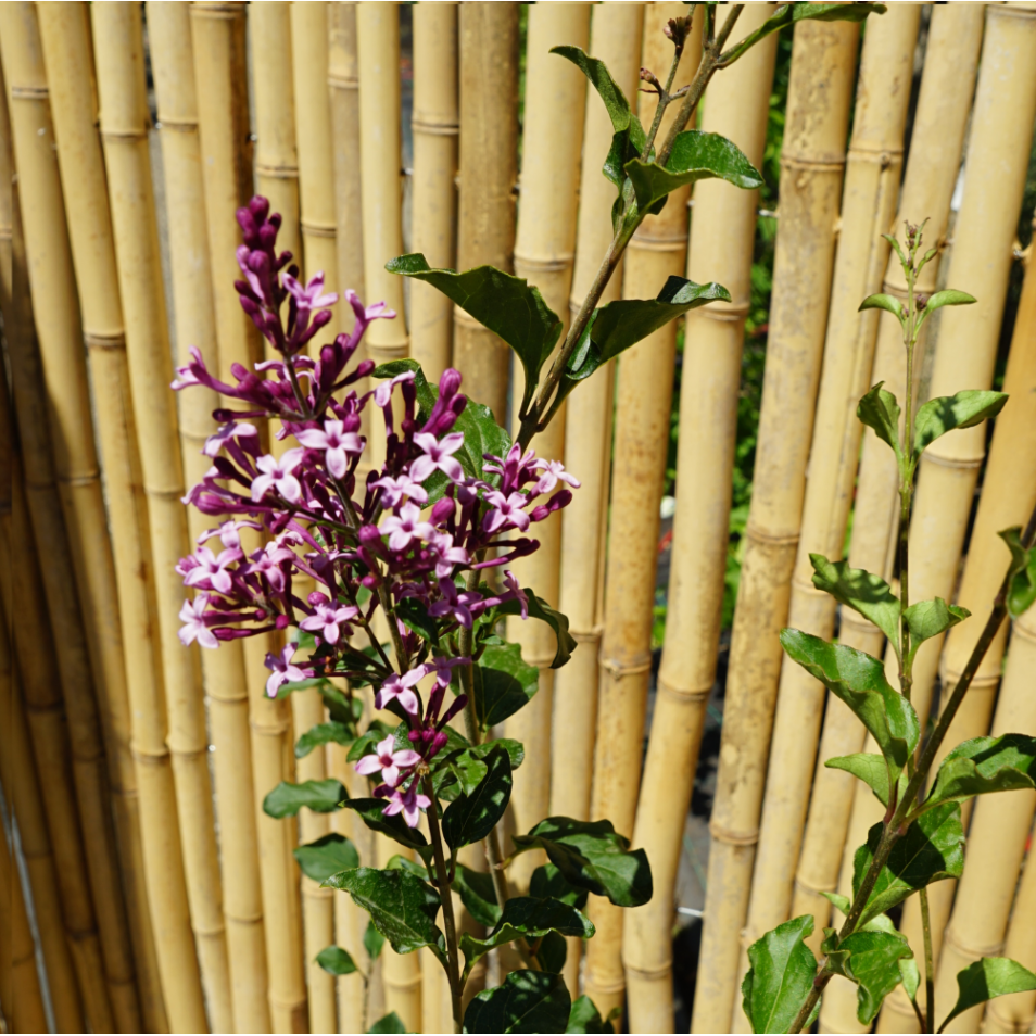 Lila nain de Corée 'Palibin' - cont. 9.5l - 40/60cm (Syringa meyeri)