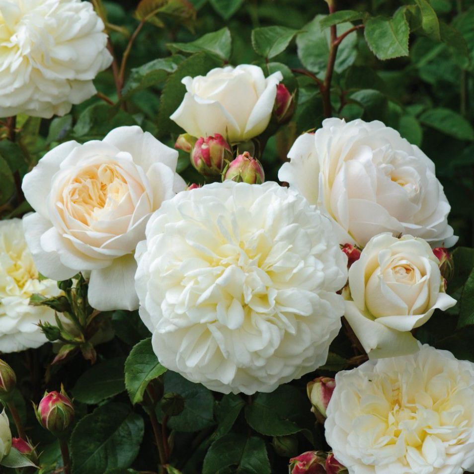 Rosiers