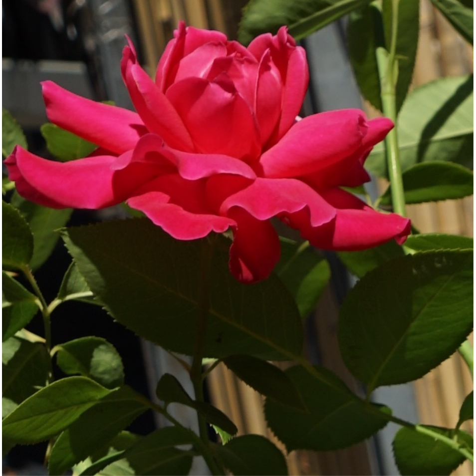 Rosier buisson 'Caprice de Meilland®' - cont. 6l (Rosa x hybrida)