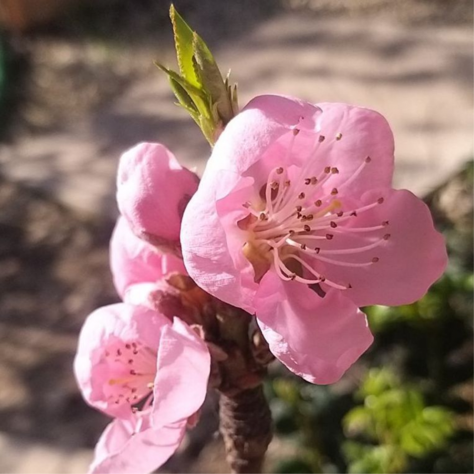 Pêcher nain 'Amber' - cont. 9.5l (Prunus persica)