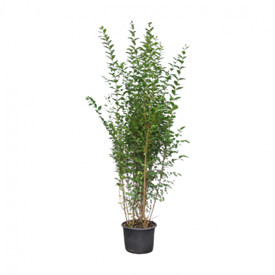 Troène de Californie - cont. 9.5l - 100/125cm (Ligustrum ovalifolium)