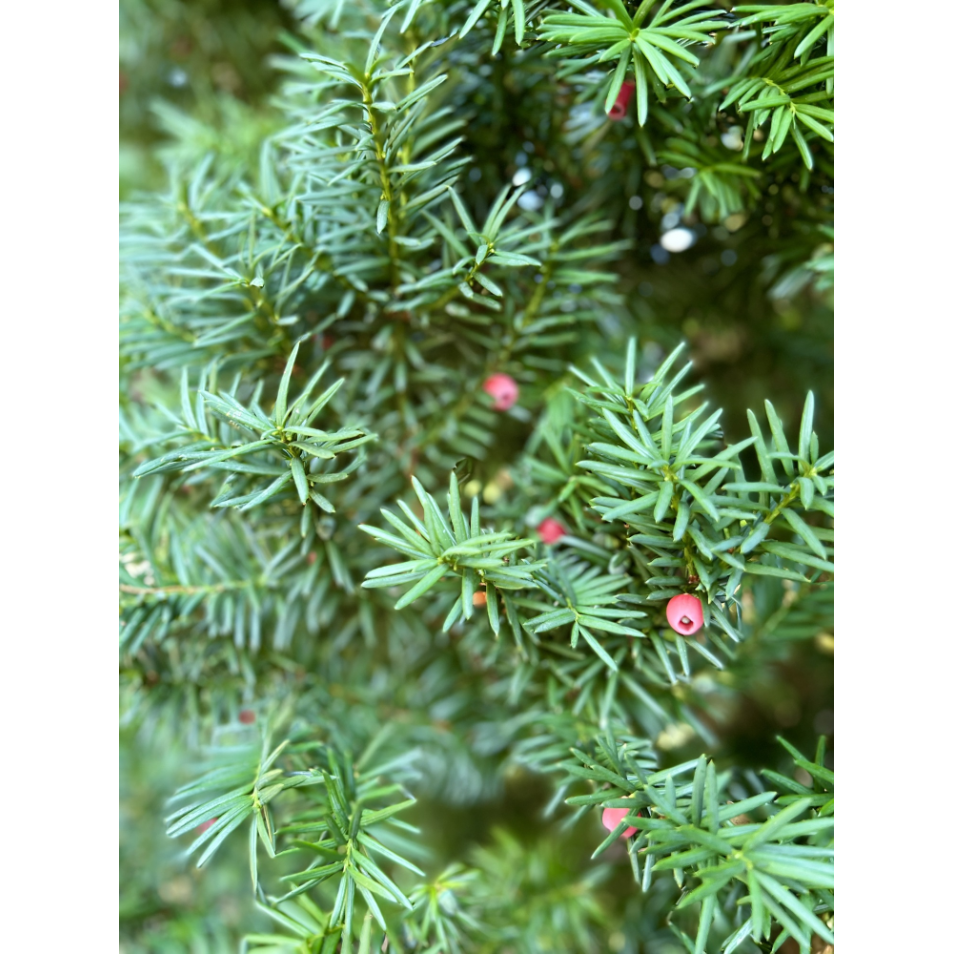 Taxus baccata (If commun)