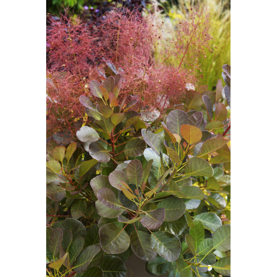 Arbre à perruques 'Flamissimo' - cont. 9.5l (Cotinus coggygria)
