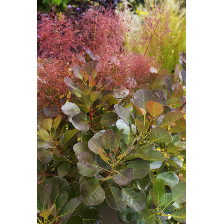 Arbre à perruques 'Flamissimo' - cont. 9.5l (Cotinus coggygria)