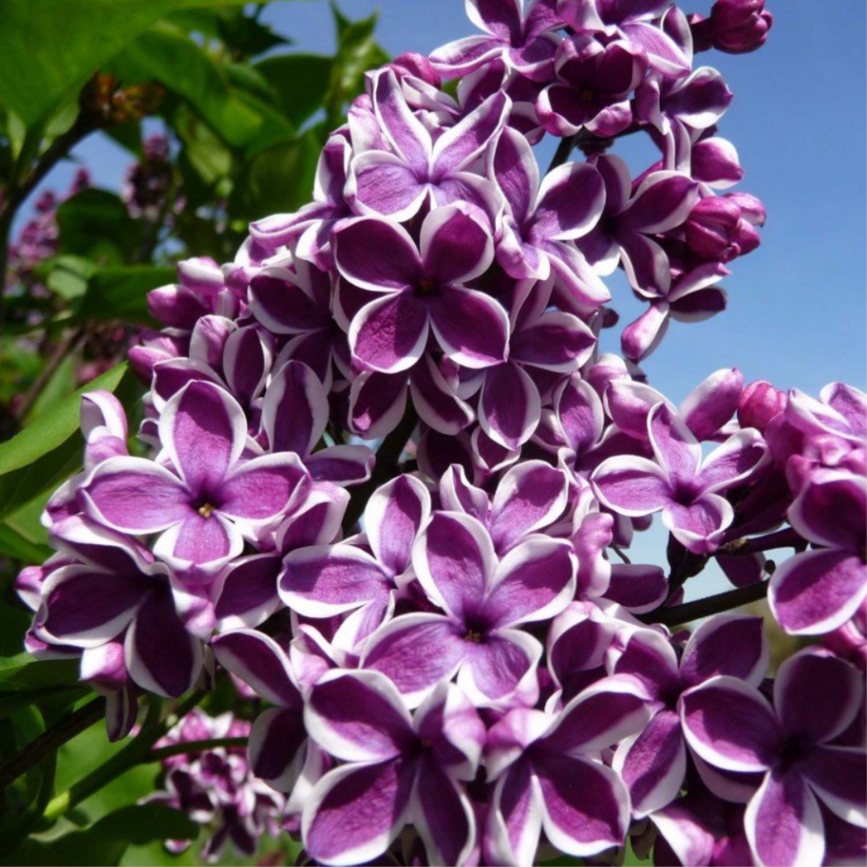 Lilas commun 'Sensation' - cont. 25-30l (Syringa vulgaris)