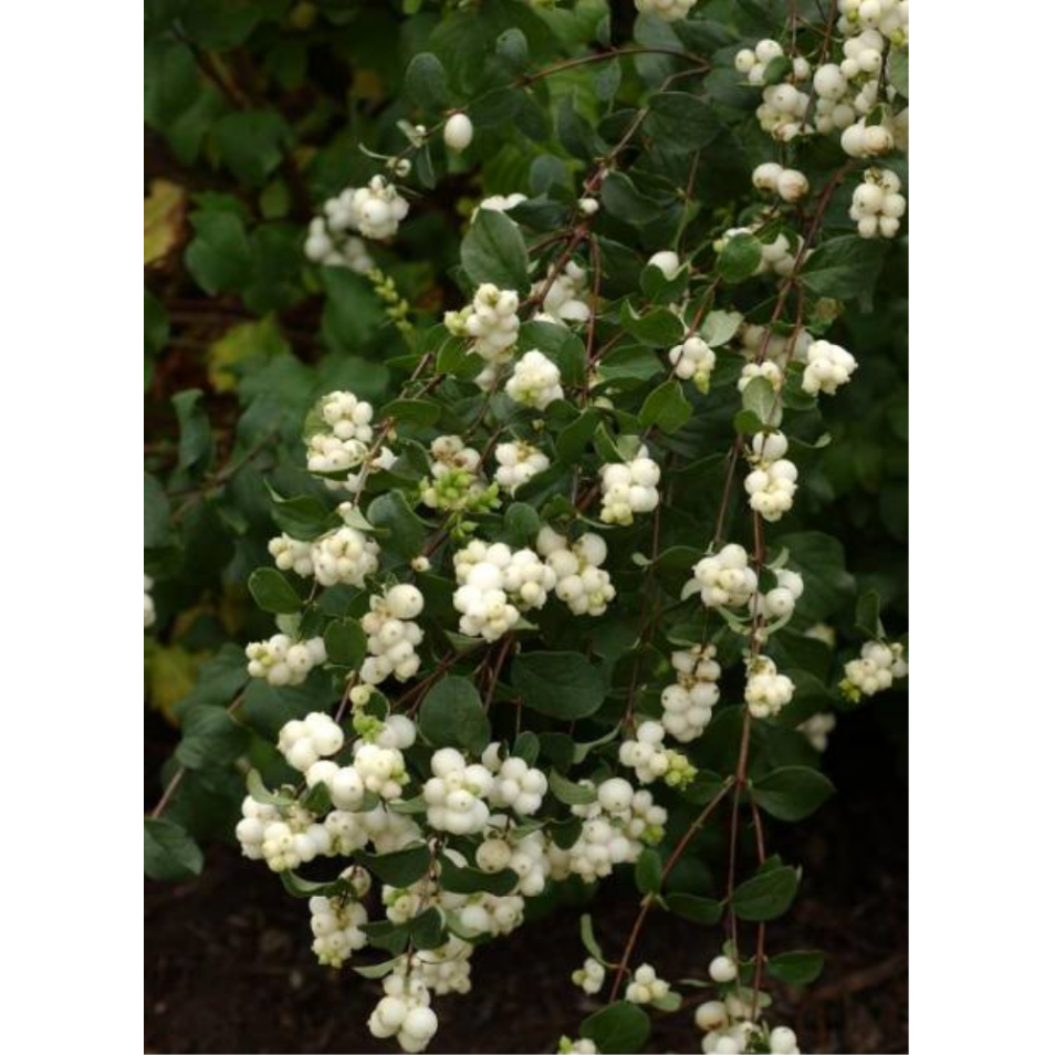 Symphorine 'White Hedge' - cont. 9.5l (Symphoricarpos doorenbosii)