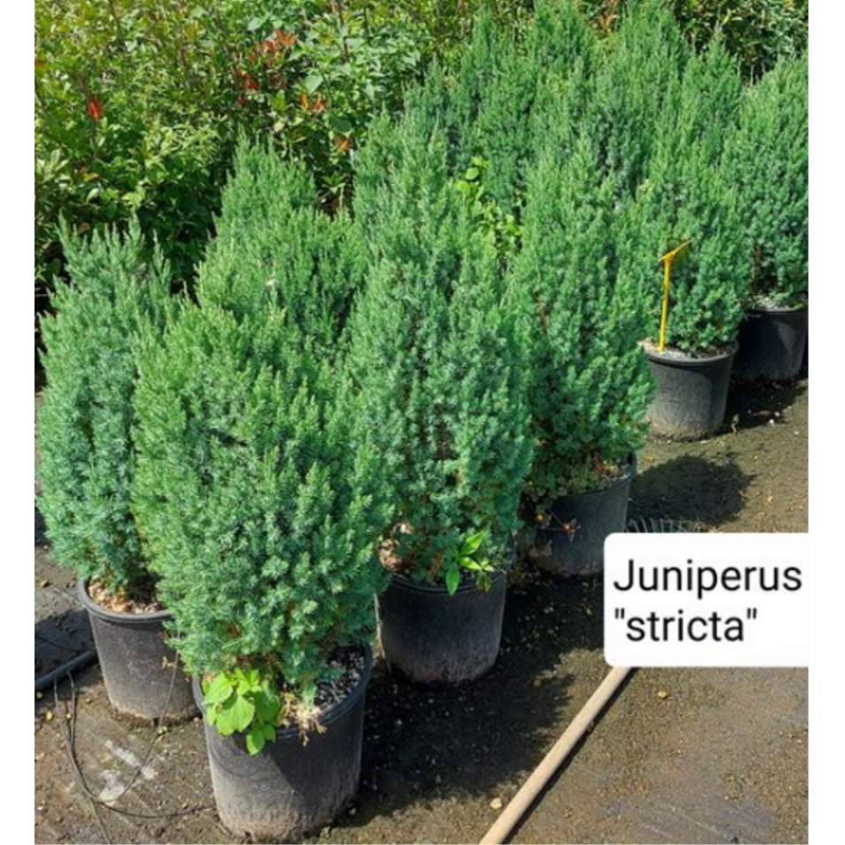 Genévrier de Chine 'Stricta' - cont. 3l (Juniperus chinensis)