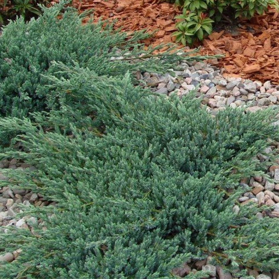Genévrier écailleux 'Blue Carpet' - cont. 3-5l (Juniperus squamata)