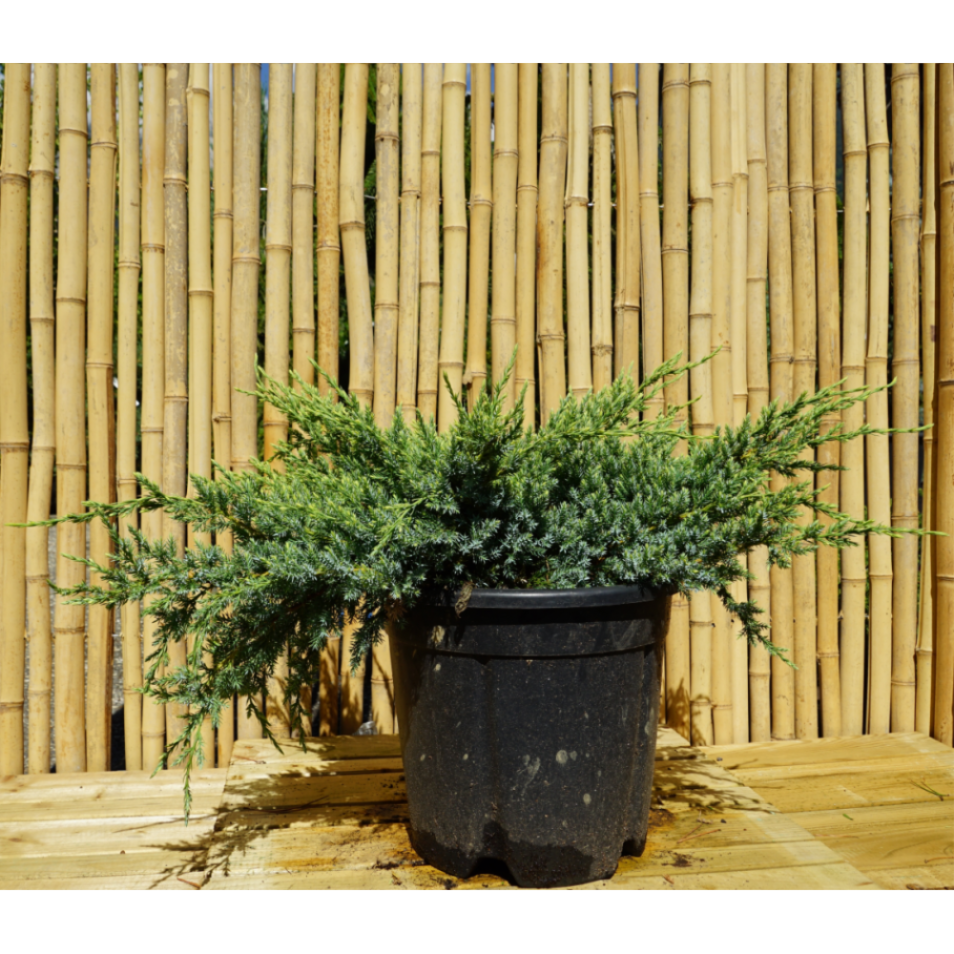 Genévrier écailleux 'Holger' - cont. 9.5l (Juniperus squamata)