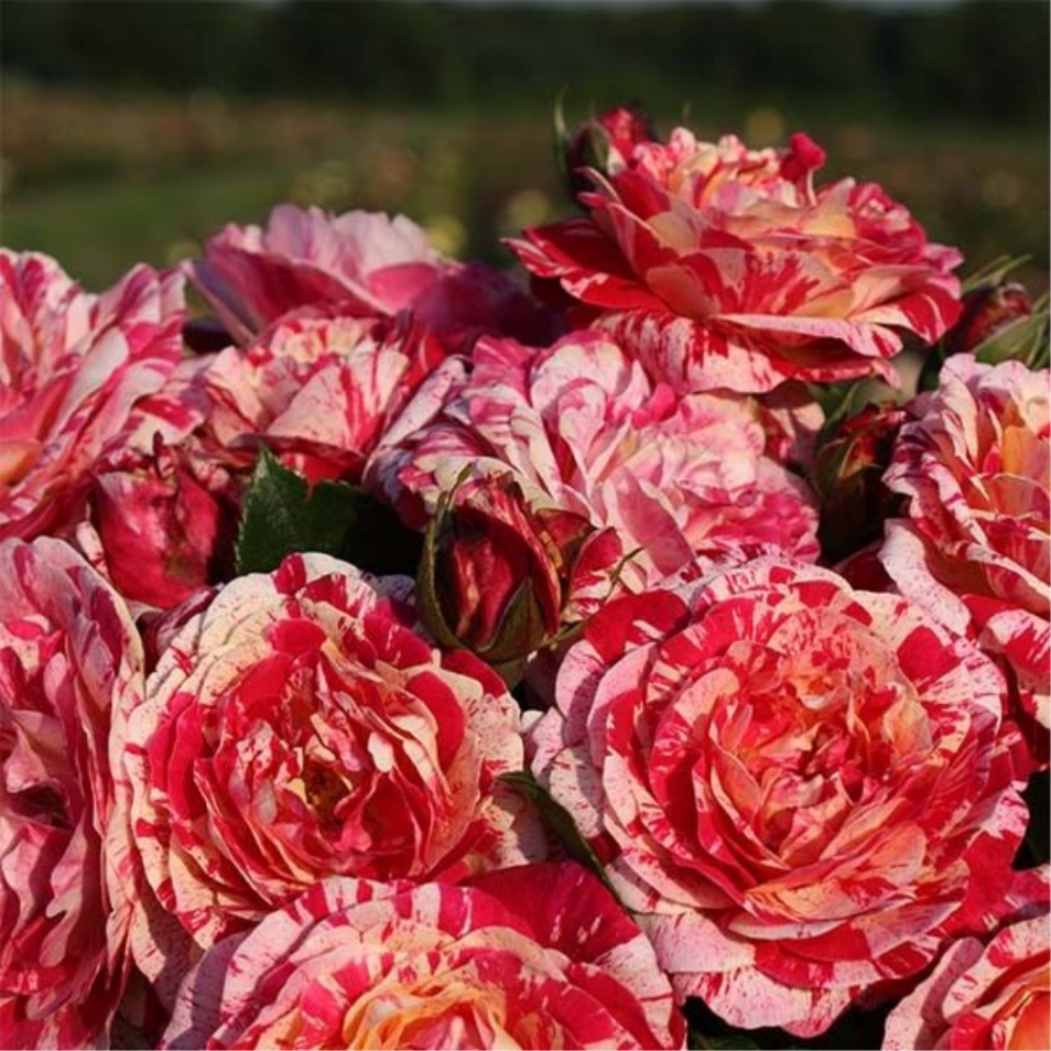 Rosier buisson 'Abracadabra®' - cont. 3l (Rosa x floribunda)