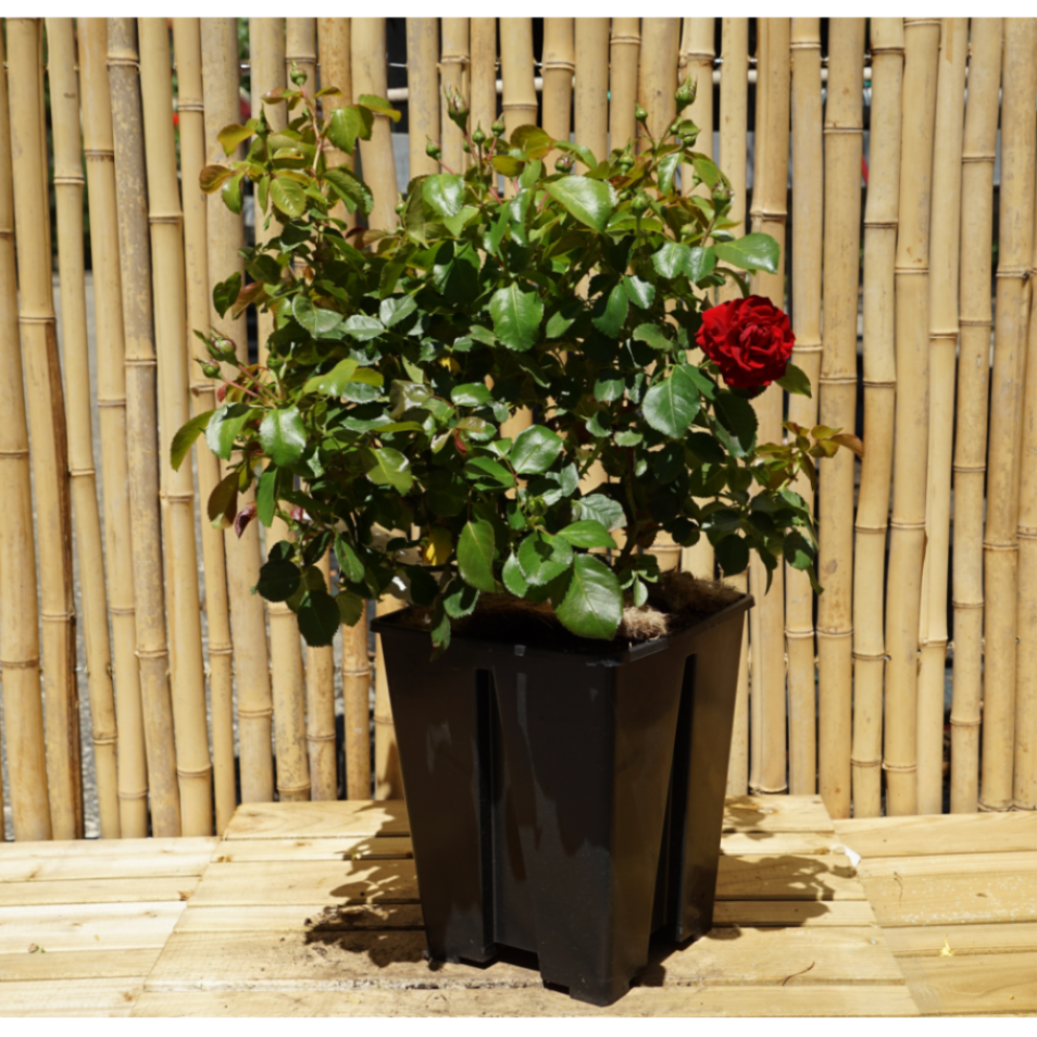 Rosier buisson 'Rotkappchen®' - cont. 6l (Rosa floribunda)