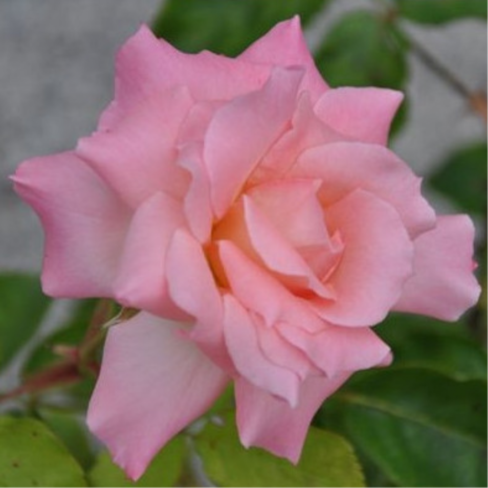 Rosier buisson 'Sabine' - cont. 6l (Rosa Thé moderne)