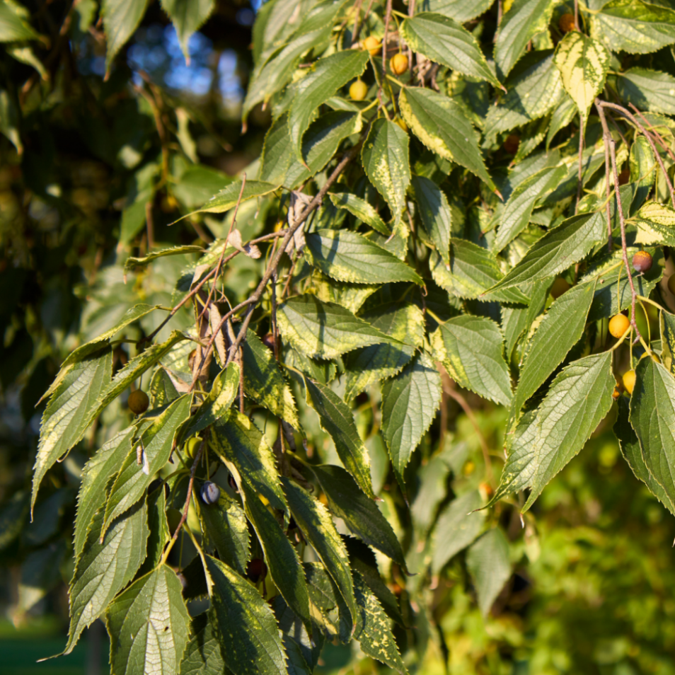 Celtis australis - Tige 10/12cm - en pot de 35lt