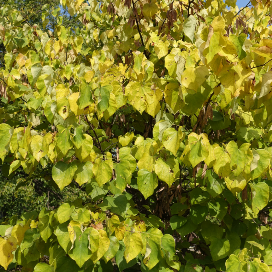 Cercis canadensis (Gainier du Canada) ´Avondale´