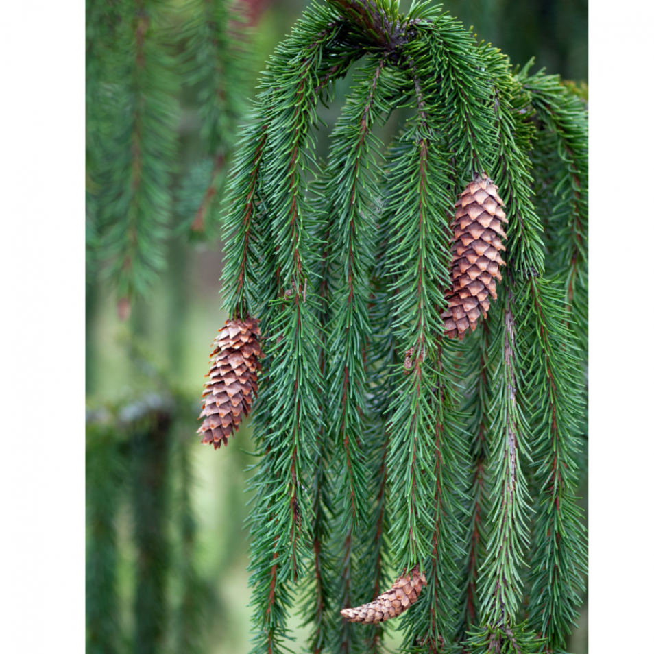 Picea abies ´Inversa´ (Épicéa pleureur)