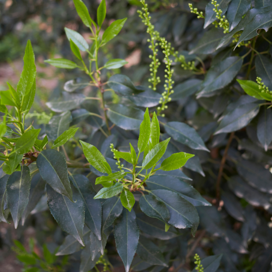 Laurier du Portugal 'Angustifolia' - Multi-tiges - en coupe de 35cm