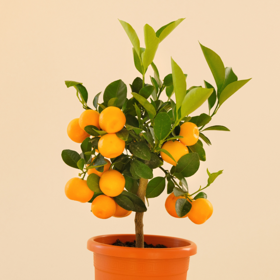 Citrus sinensis (Oranger) - pot de 20 cm