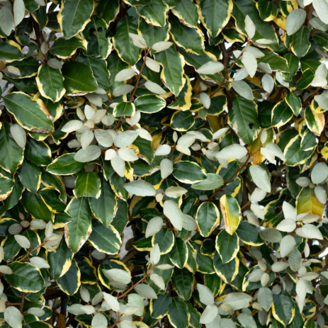 Elaeagnus ebbingei 'Viveleg' (Chalef) - en espalier - 120x80 cm