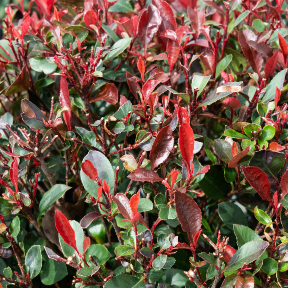 Photinia robusta compacta demi-tige - Cont. 9,5 litres