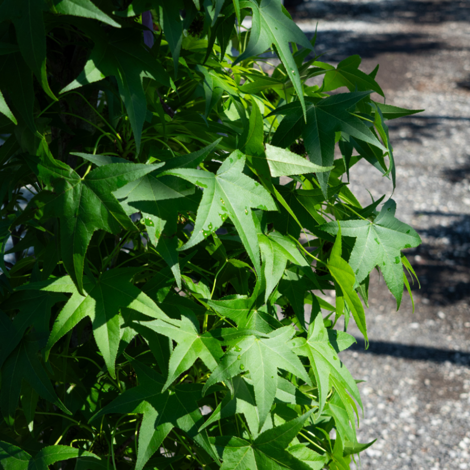 Liquidambar styraciflua (Copalme d´Amérique)