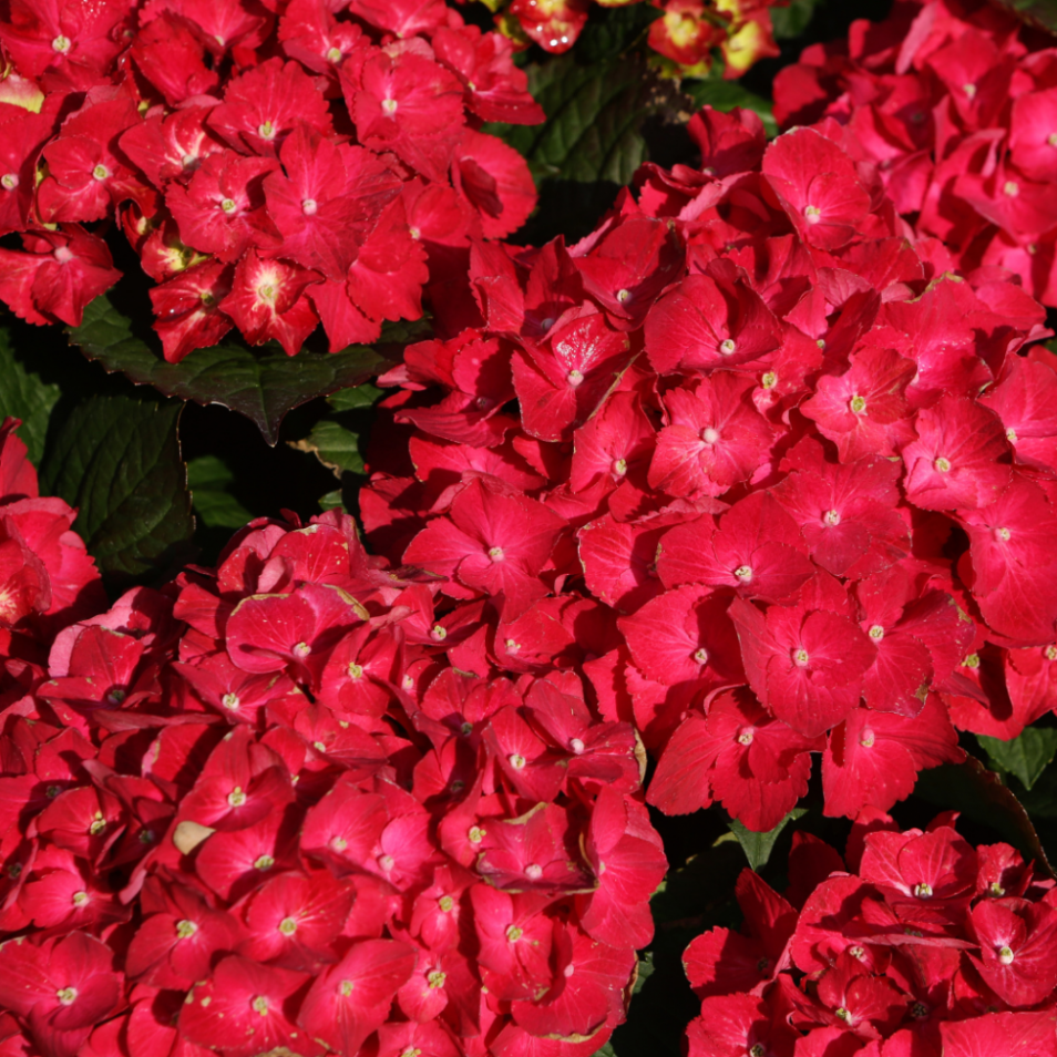 Hydrangea macrophylla RED (Hortensia) - cont. 35 litres