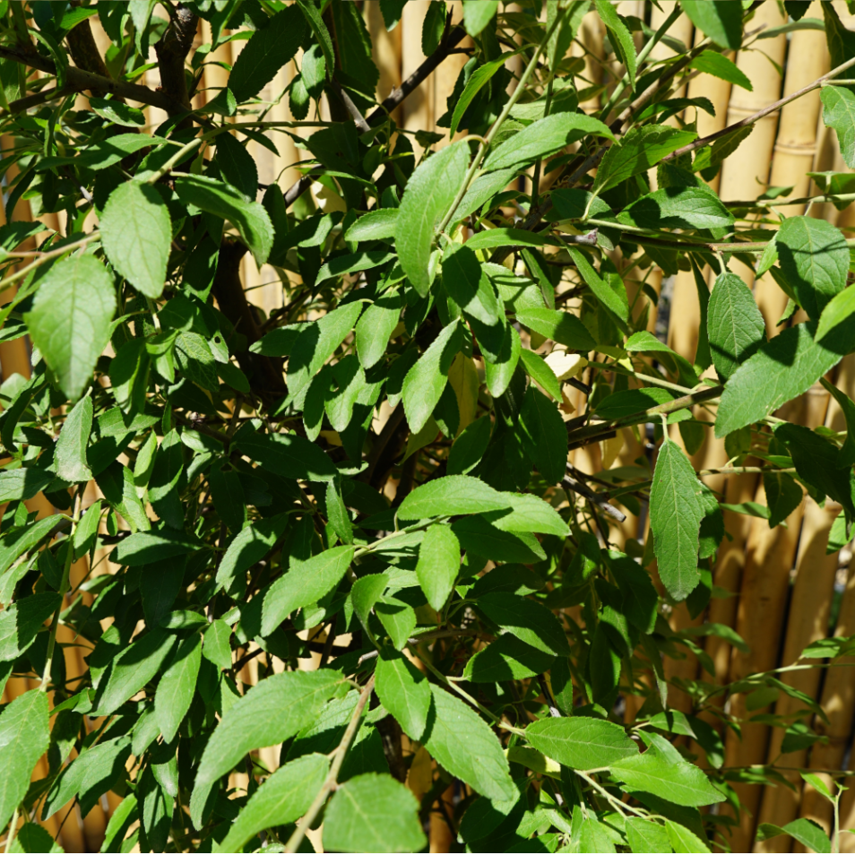 Prunellier - cont. 9.5l - 100/125cm (Prunus spinosa)
