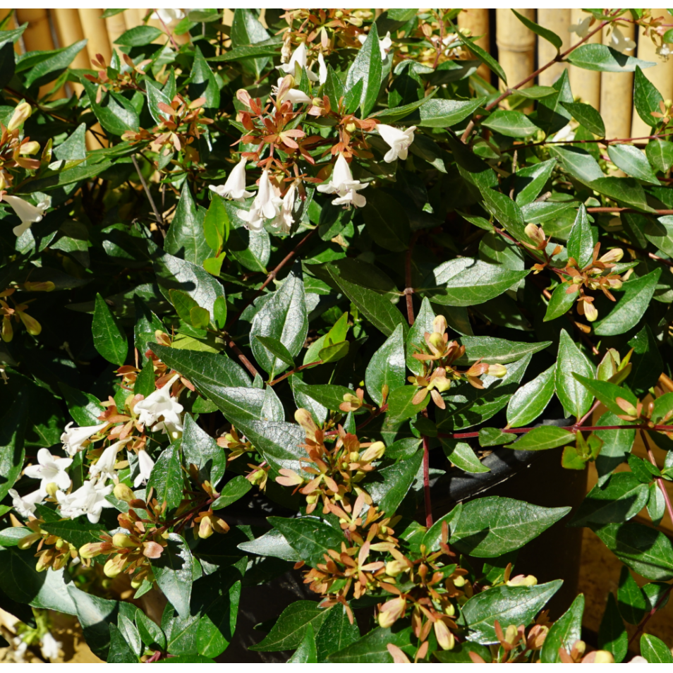 Abélia à grandes fleurs 'Edward Goucher' - cont. 9.5l (Abelia grandiflora)