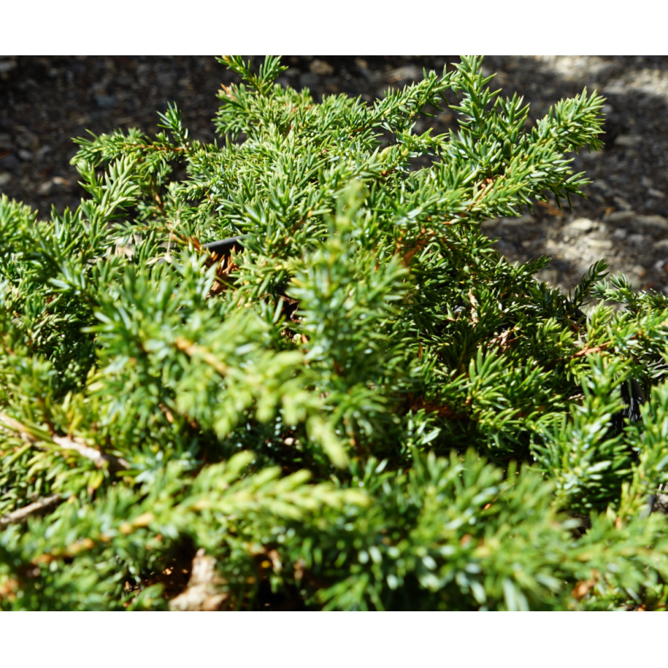 Genévrier commun 'Green Carpet' - cont. 3l (Juniperus communis)