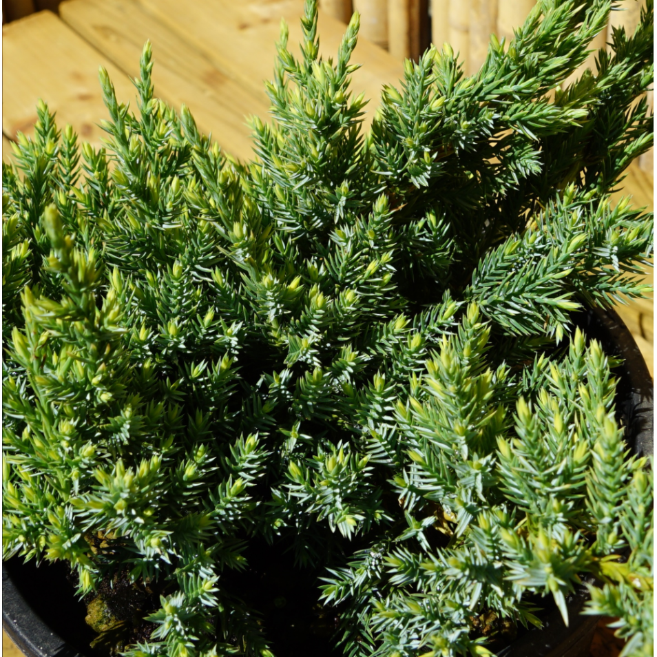 Genévrier écailleux 'Holger' - cont. 3l (Juniperus squamata)