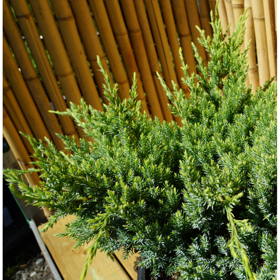 Genévrier écailleux 'Holger' - cont. 9.5l (Juniperus squamata)