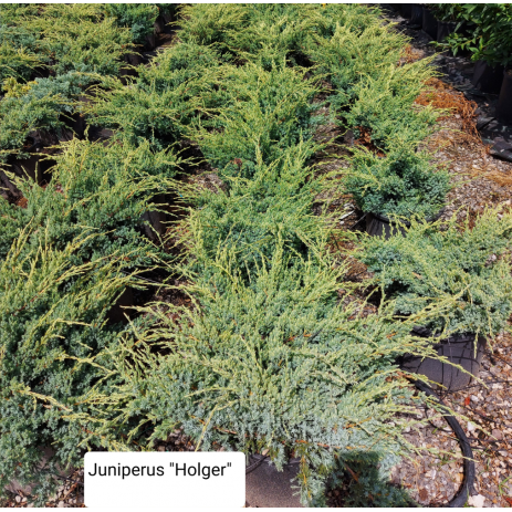 Genévrier écailleux 'Holger' - cont. 9.5l (Juniperus squamata)