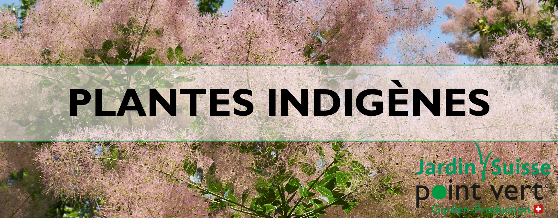 Plantes indigènes